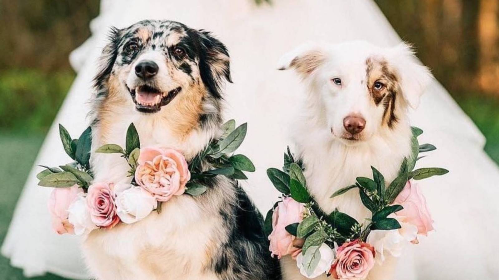 10 amazing shots of pets at weddings that will make your heart explode